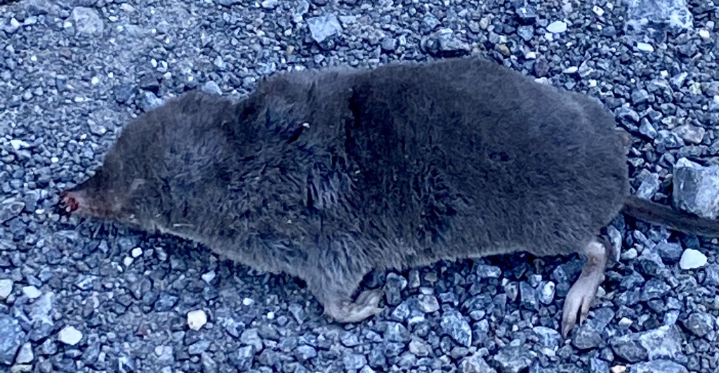 Northern Short-tailed Shrew from 21704, Frederick, MD, US on September ...