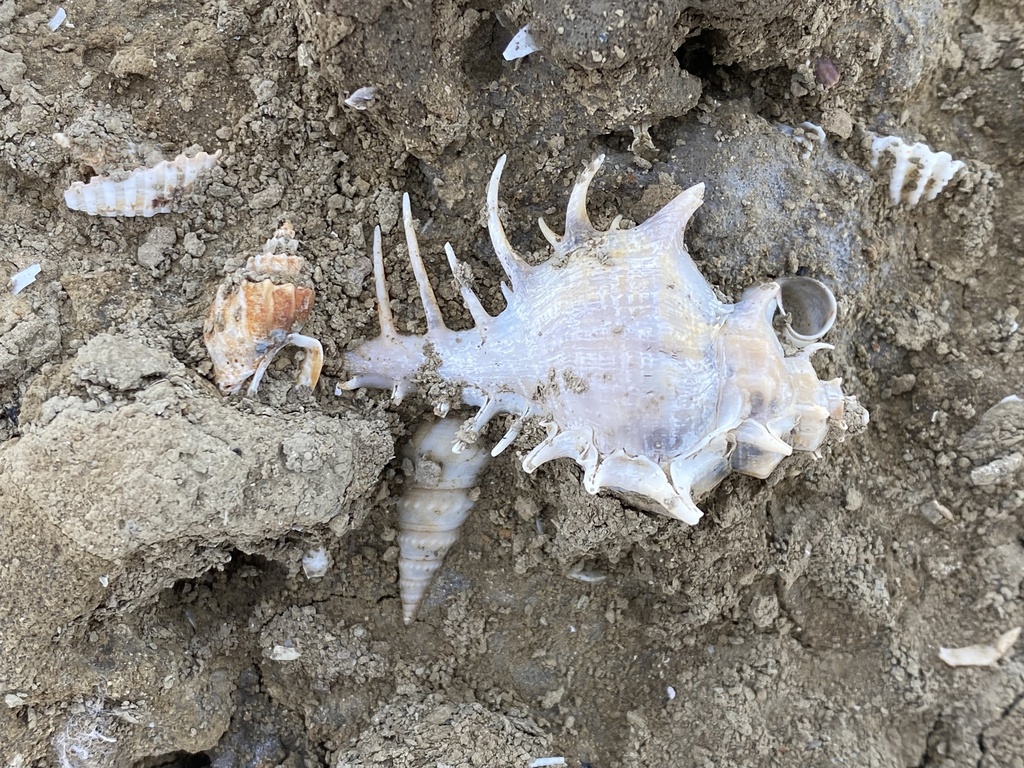 harrowed murex from Pattani, TH on September 23, 2022 at 11:18 AM by ...