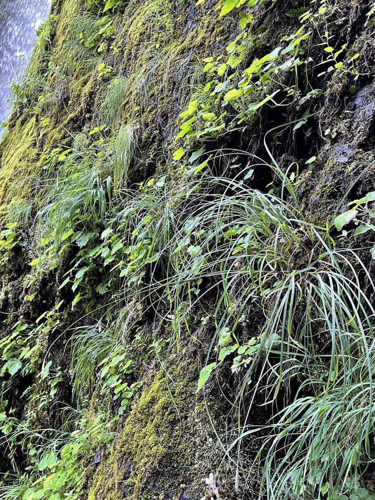 Alaska Large Awn Sedge from Hood River, Oregon, United States on August ...