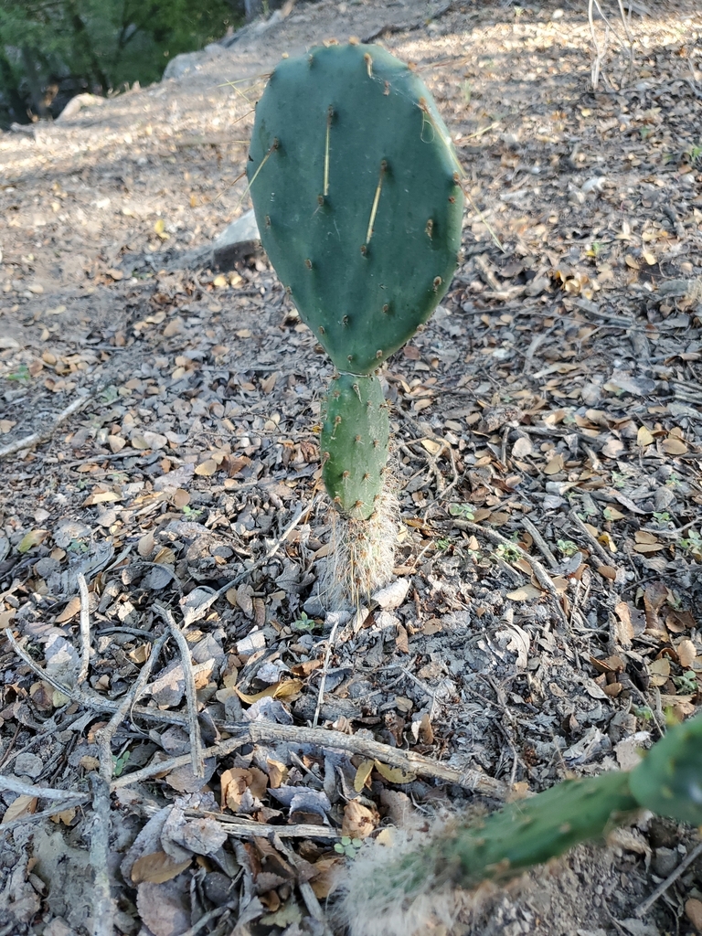 Prickly Pears from Junction on September 23, 2022 at 09:32 AM by ...