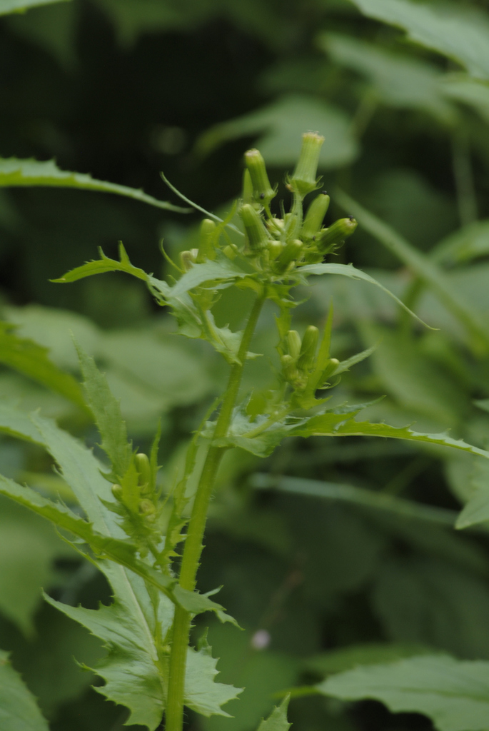 American burnweed from UW Arboretum Madison, WI, USA on August 13, 2018 ...