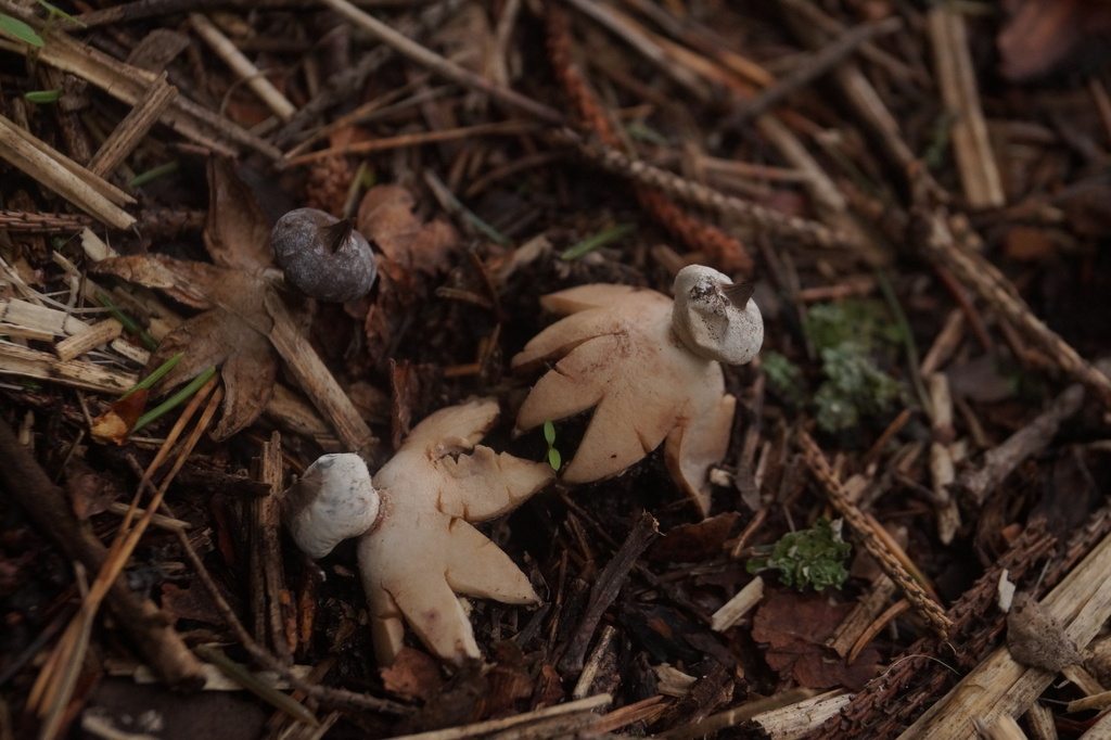 Beaked Earthstar from Minsk, BY-MI, BY on September 23, 2022 at 03:46 ...