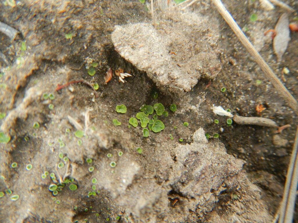 common lichens from Sarah Baartman District Municipality, South Africa ...