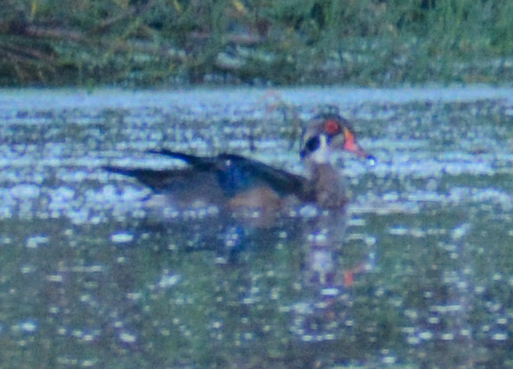 Wood Duck from Baldwin County, AL, USA on September 23, 2022 at 06:23 ...