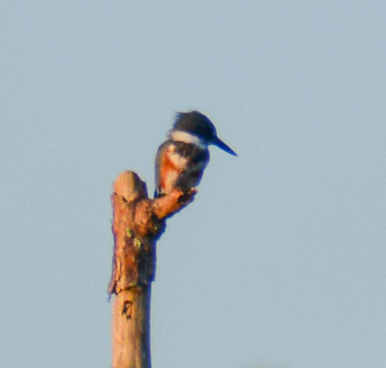 Belted Kingfisher from Baldwin County, AL, USA on September 23, 2022 at ...