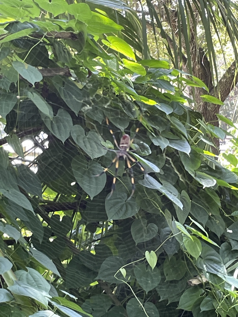 Golden Silk Spider from SW 80th St, Miami, FL, US on September 23, 2022 ...