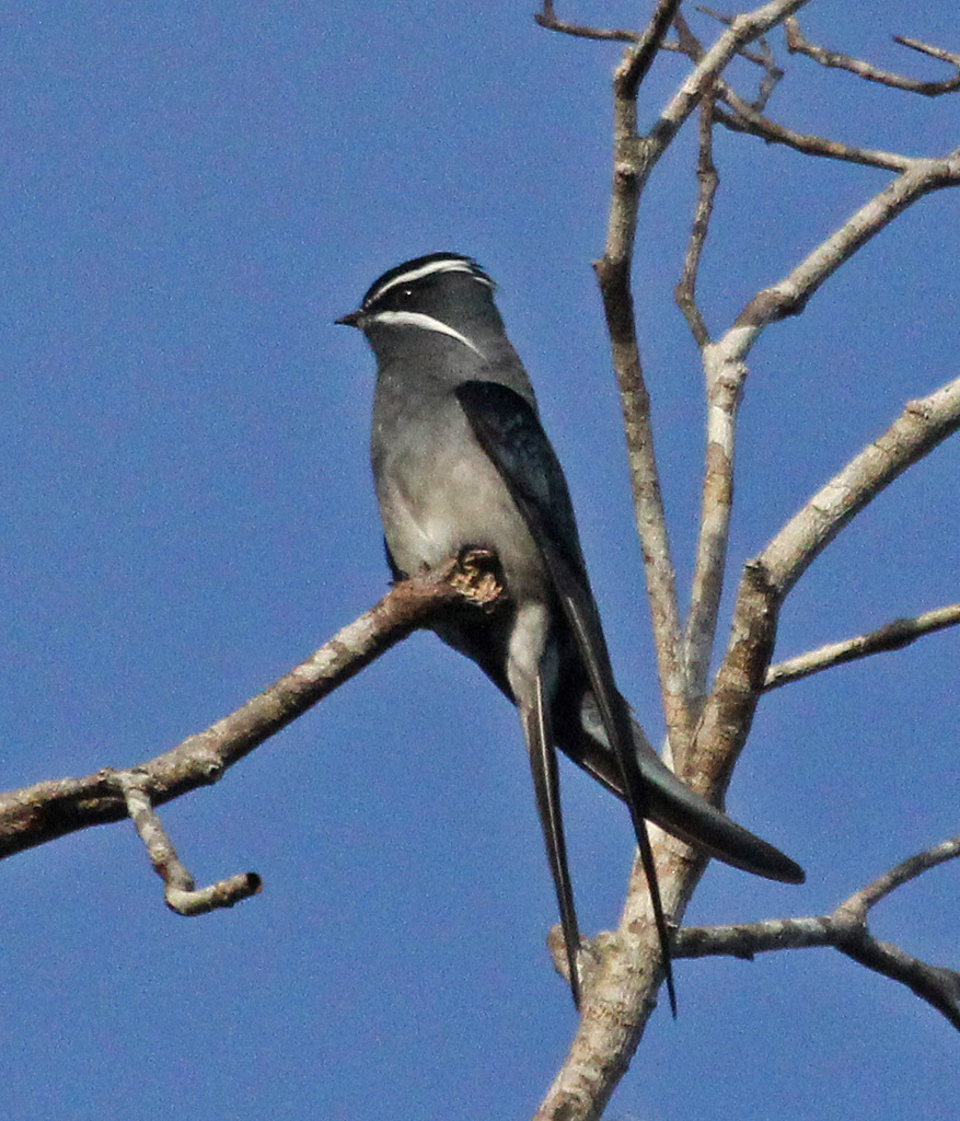 Moustached Treeswift (Bird Species Guide - Tetepare) · iNaturalist