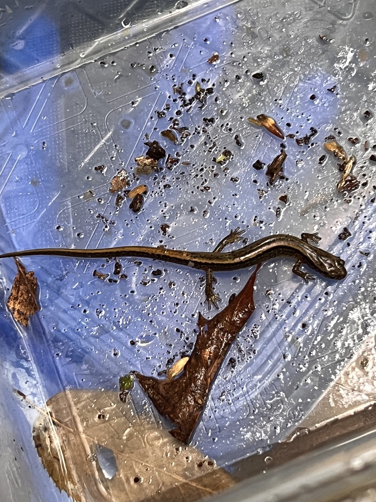 Northern Two-lined Salamander from Hunting Valley, OH, US on September ...