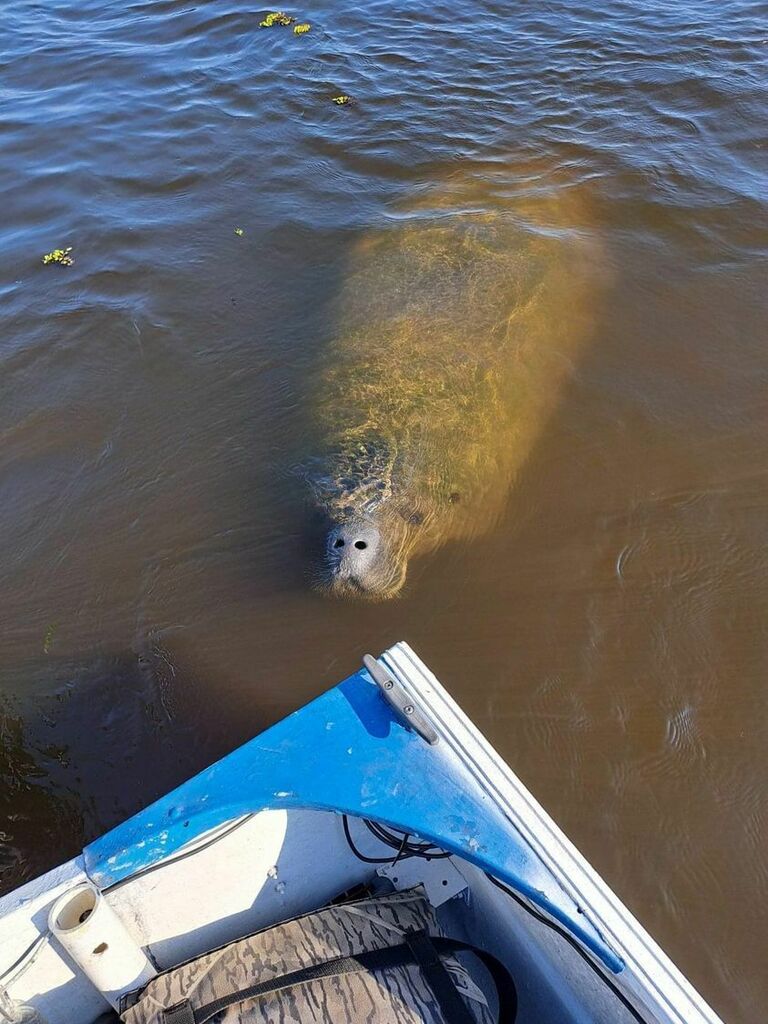 West Indian Manatee in September 2022 by eustatic. Bayou Wild TV 2d ...