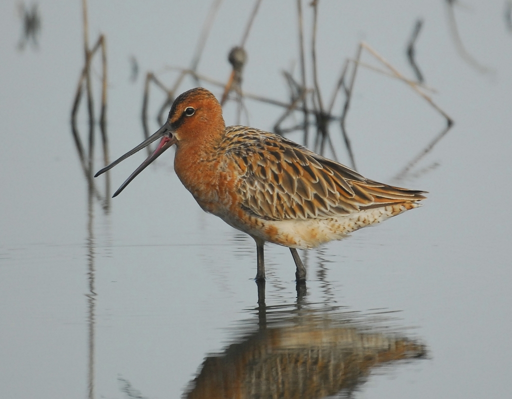 Asian Dowitcher (Western Australia - Birds) · iNaturalist