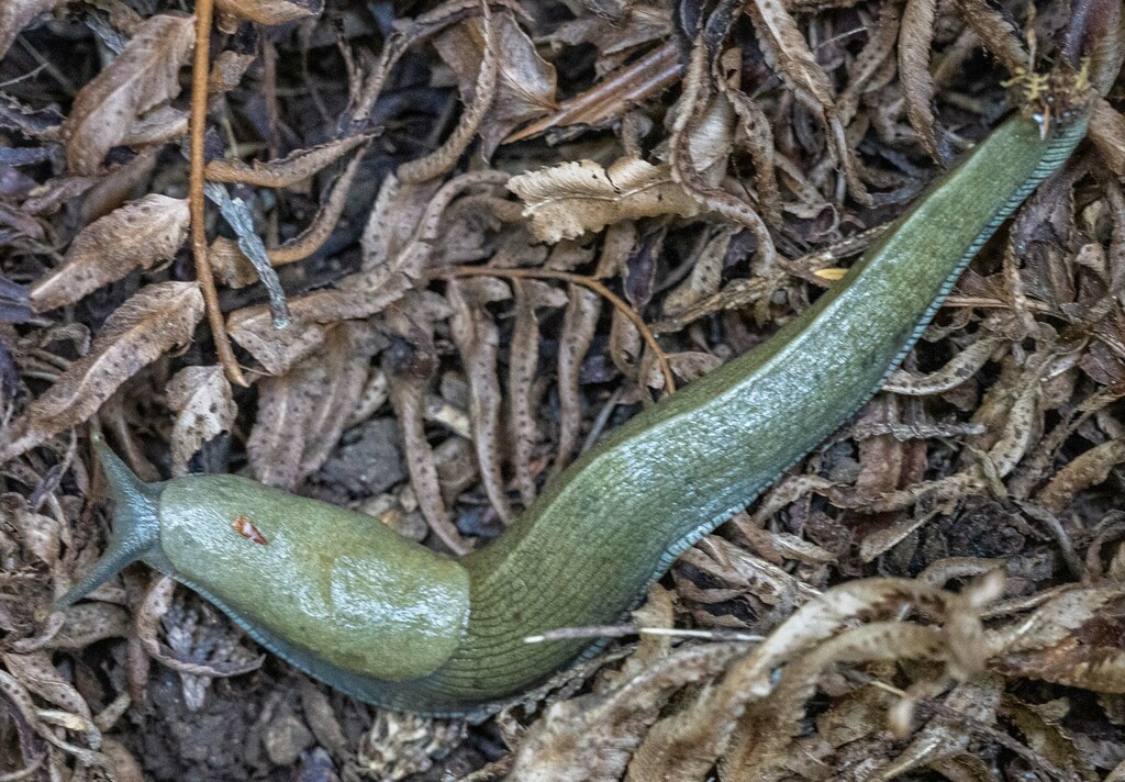 Pacific Banana Slug from Bowen Island, BC, Canada on September 22, 2022 ...
