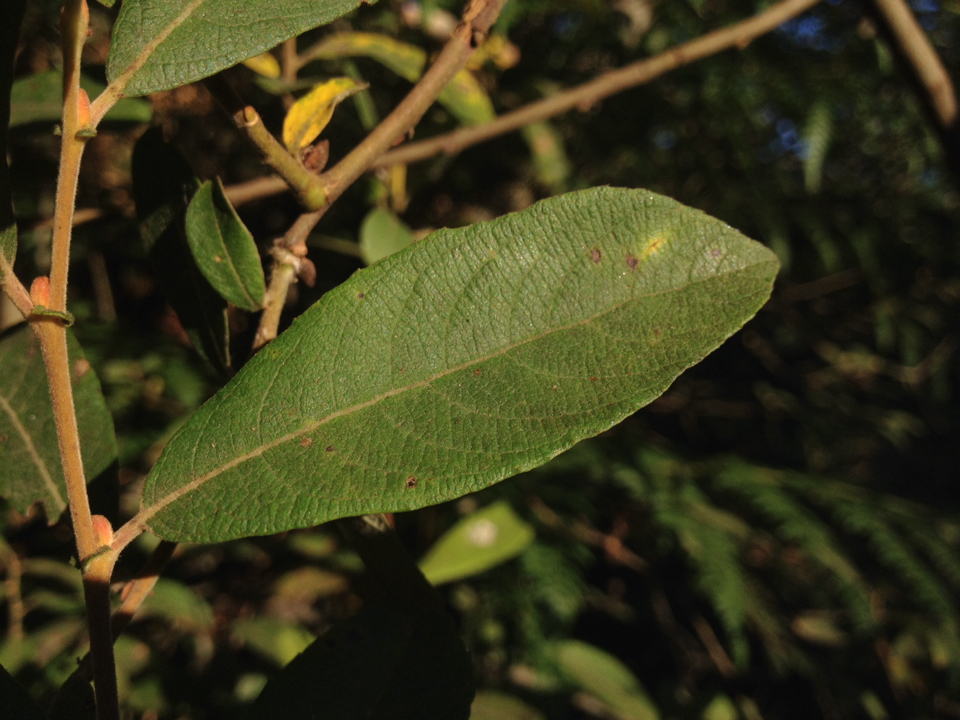 Rusty Willow (Salix atrocinerea) - Botanical Realm