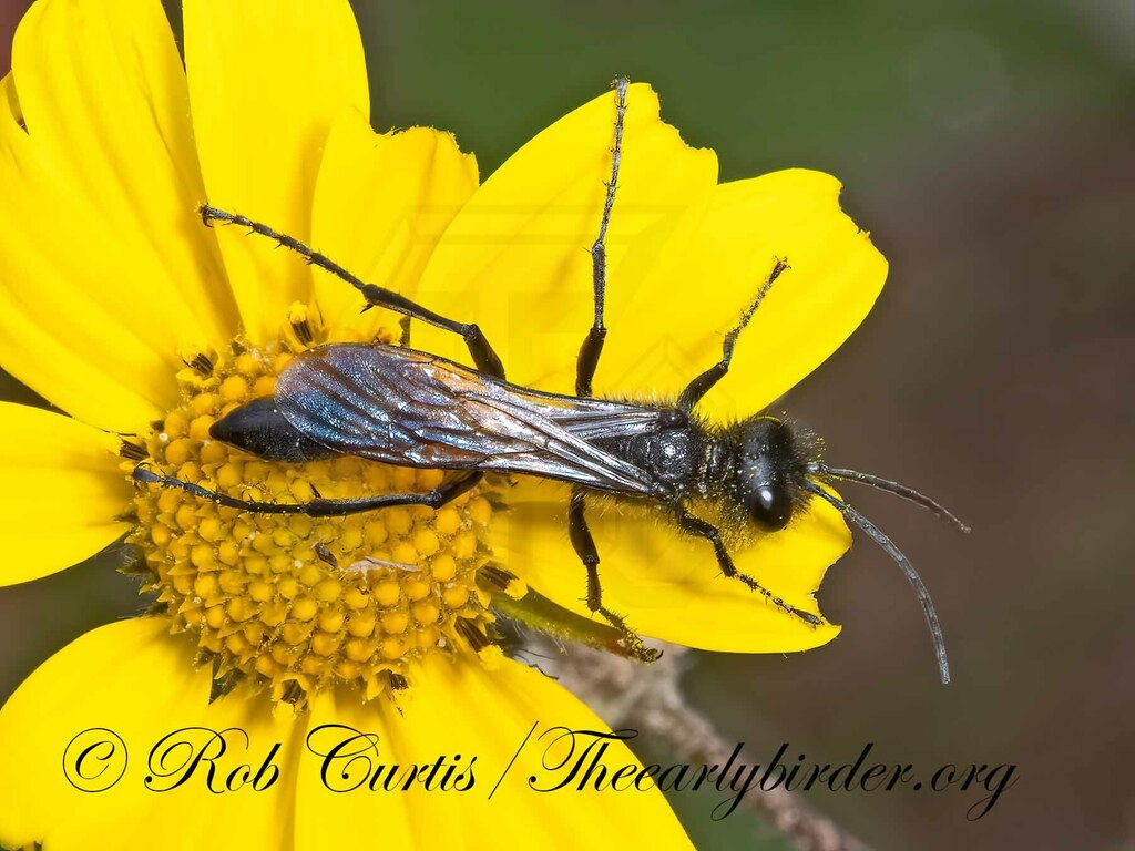 Cutworm Wasps from E. of El. 9K+' sign on Hwy 14A, WY on August 28 ...