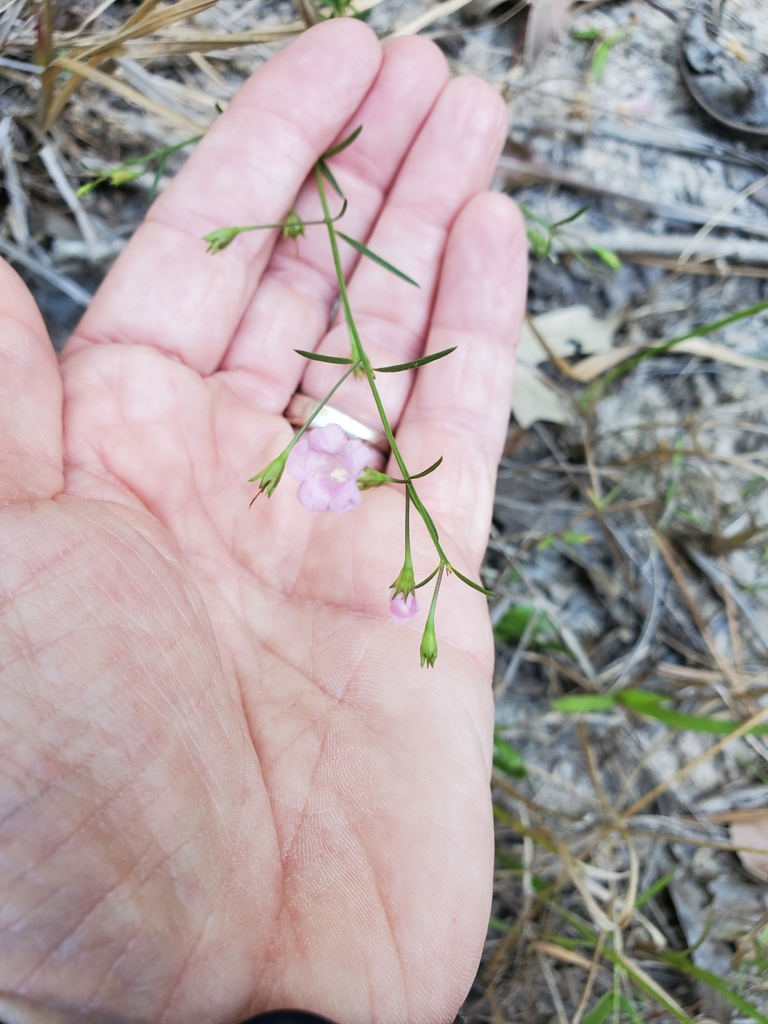 Round-stem False Foxglove in September 2022 by vadams · iNaturalist