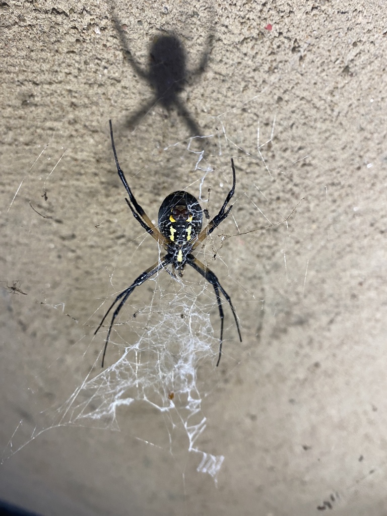 Yellow Garden Spider in September 2022 by Chris Randle · iNaturalist