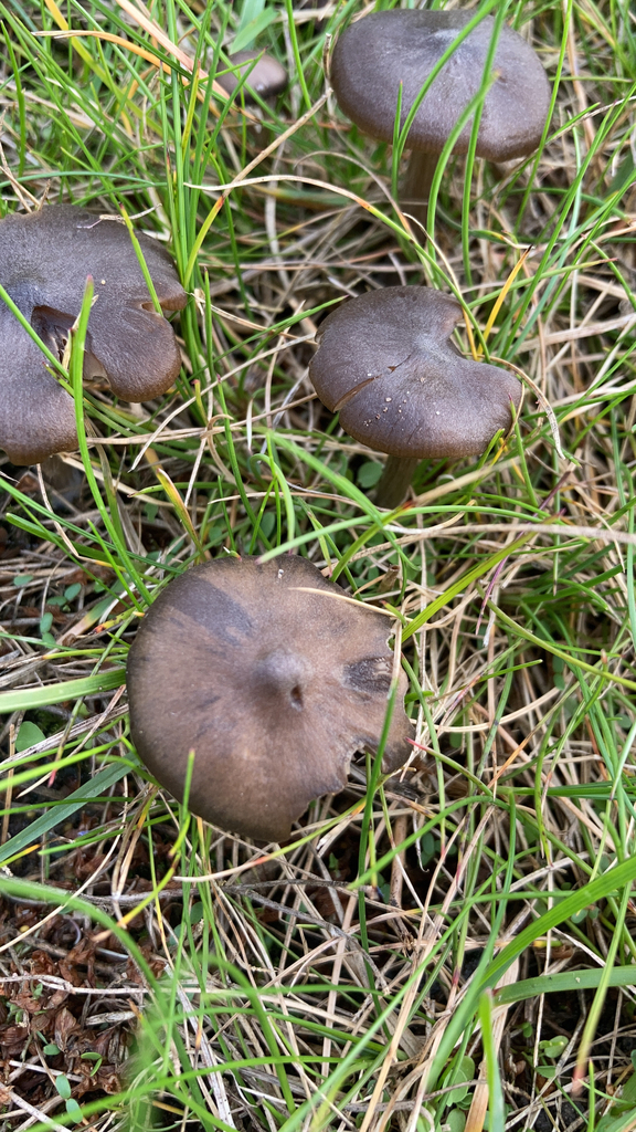 Nolanea from Greve on September 22, 2022 at 04:22 PM by nfrandsen ...