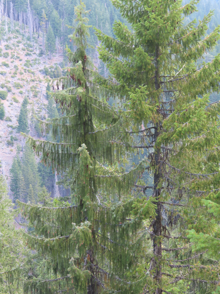 Brewer's spruce from Del Norte, Six Rivers National Forest, California ...