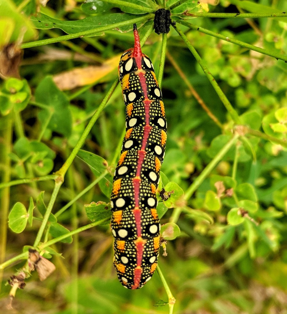 Leafy Spurge Hawkmoth from Wheaton, ND, USA on August 16, 2018 at 12:17 ...