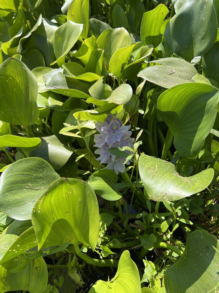 common water hyacinth from Northwestern State University, Natchitoches ...