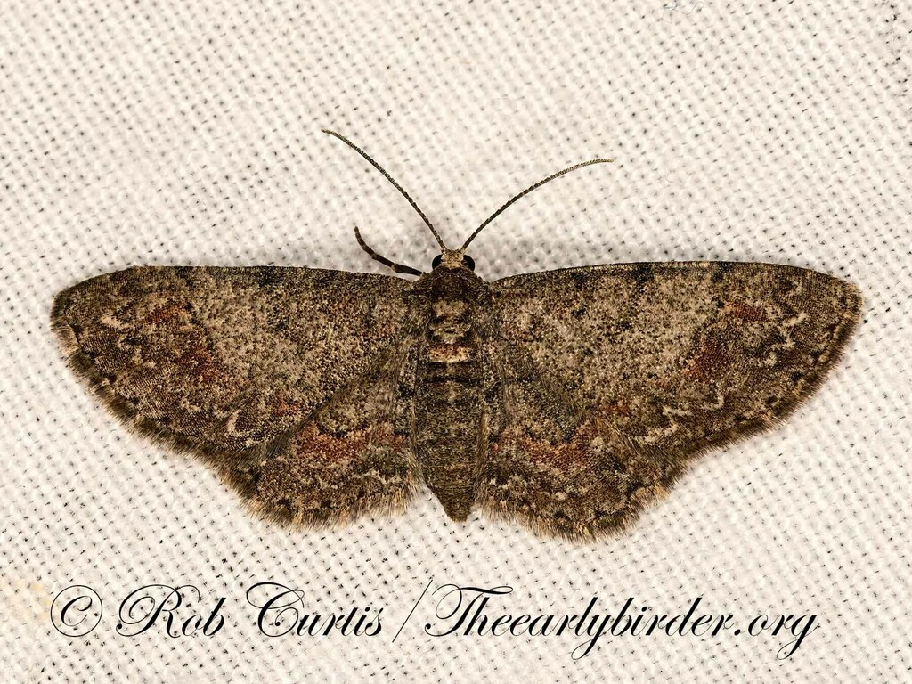Geometer Moths from 235 Giant City Rd, Makanda, IL 62958, USA on ...