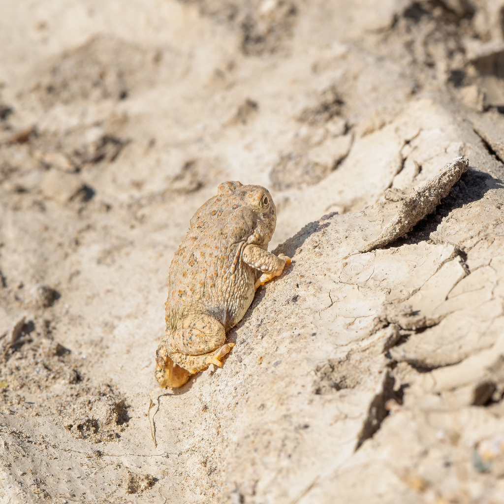Woodhouse's Toad from Carbon County, MT, USA on September 18, 2022 at ...