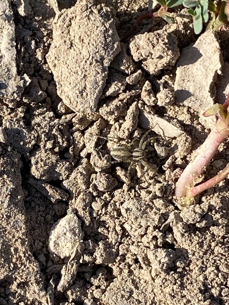 Rustic Wolf Spider from León Guzmán, León Guzmán, Durango, MX on ...