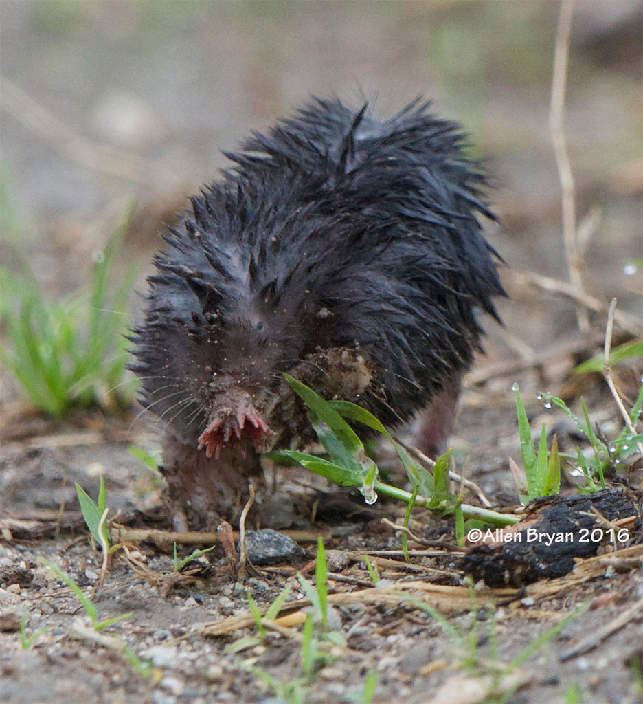 Moles and Desmans (Talpidae) - Know Your Mammals