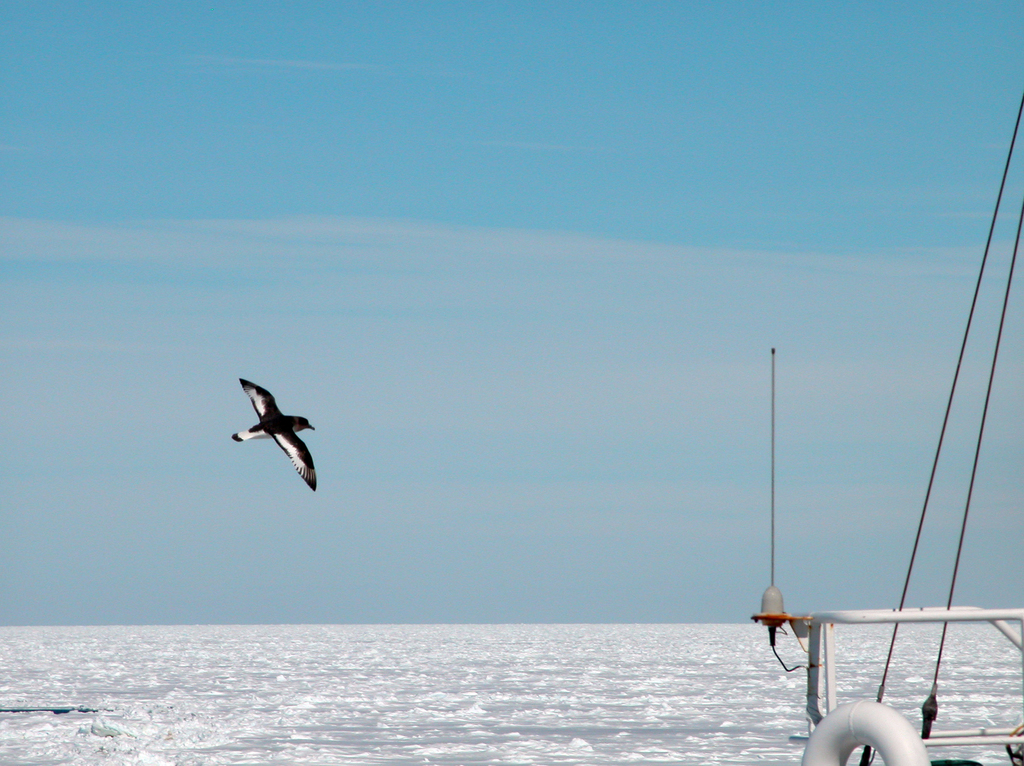 Antarctic Petrel (Western Australia - Birds) · iNaturalist