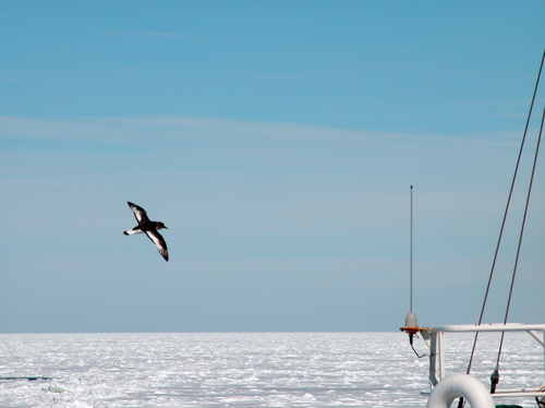 Antarctic Petrel (Western Australia - Birds) · iNaturalist