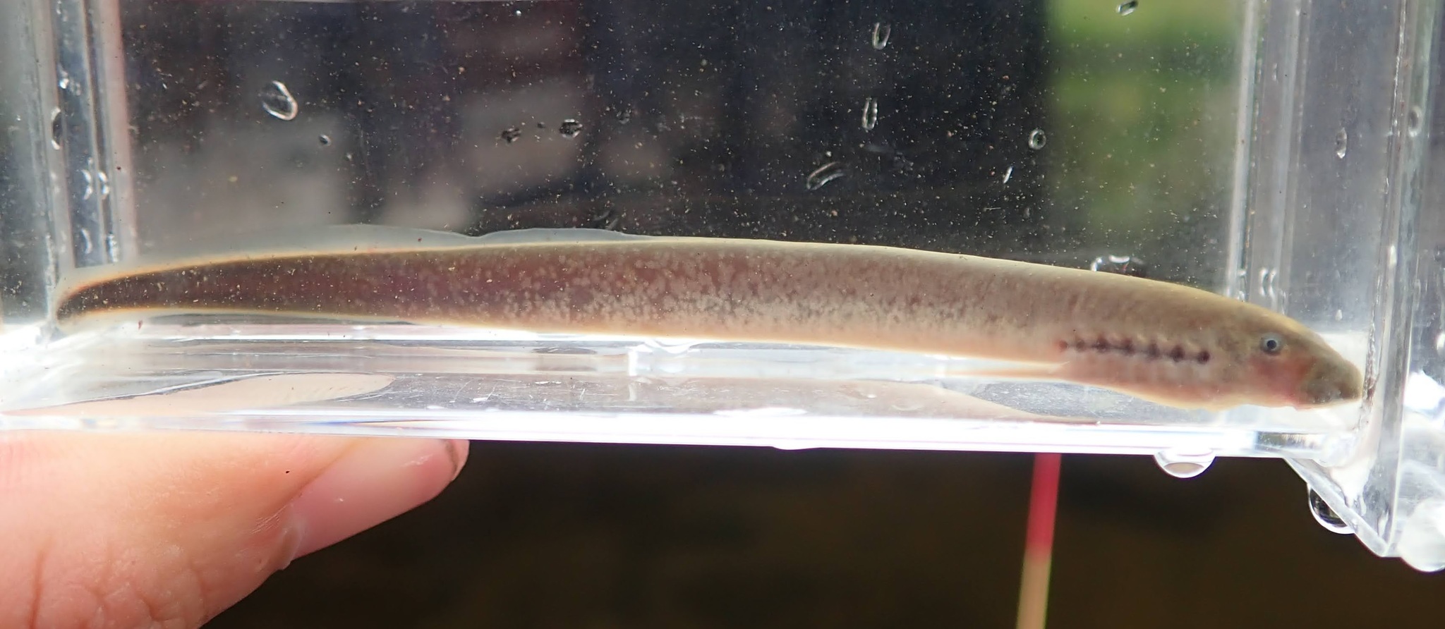 Ichthyomyzon fossor Reighard & Cummins, 1916