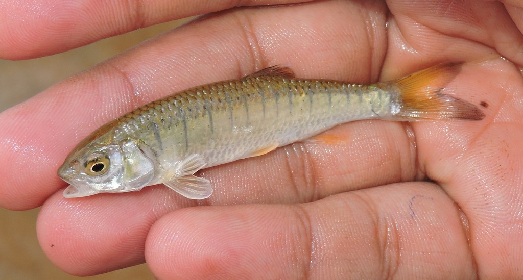 (Barilius) - Marine Life Identification