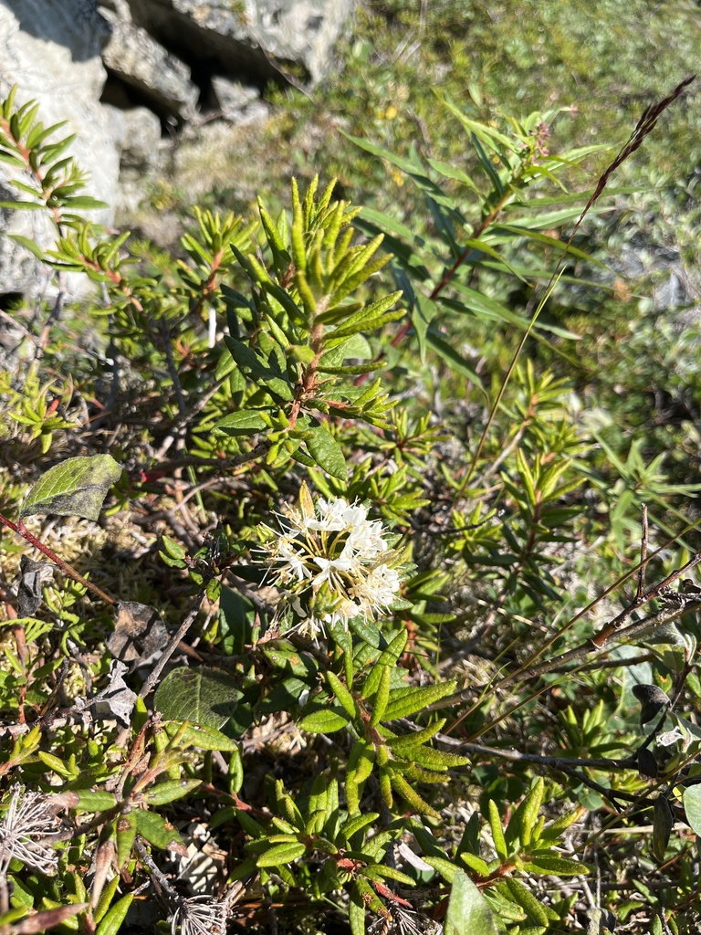 Bog Labrador Tea from Sermersooq, GL on July 22, 2022 at 10:21 AM by ...