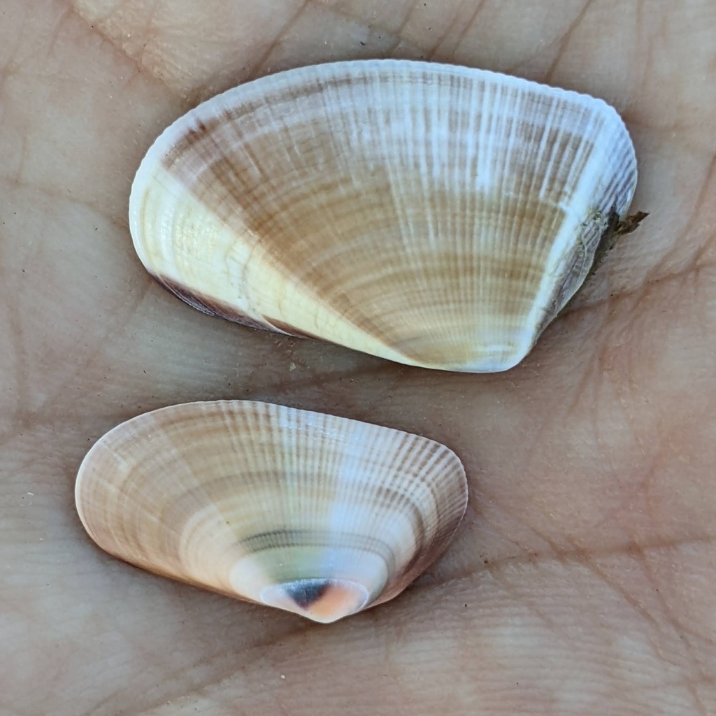 Gould Beanclam (China Cove Organisms) · iNaturalist