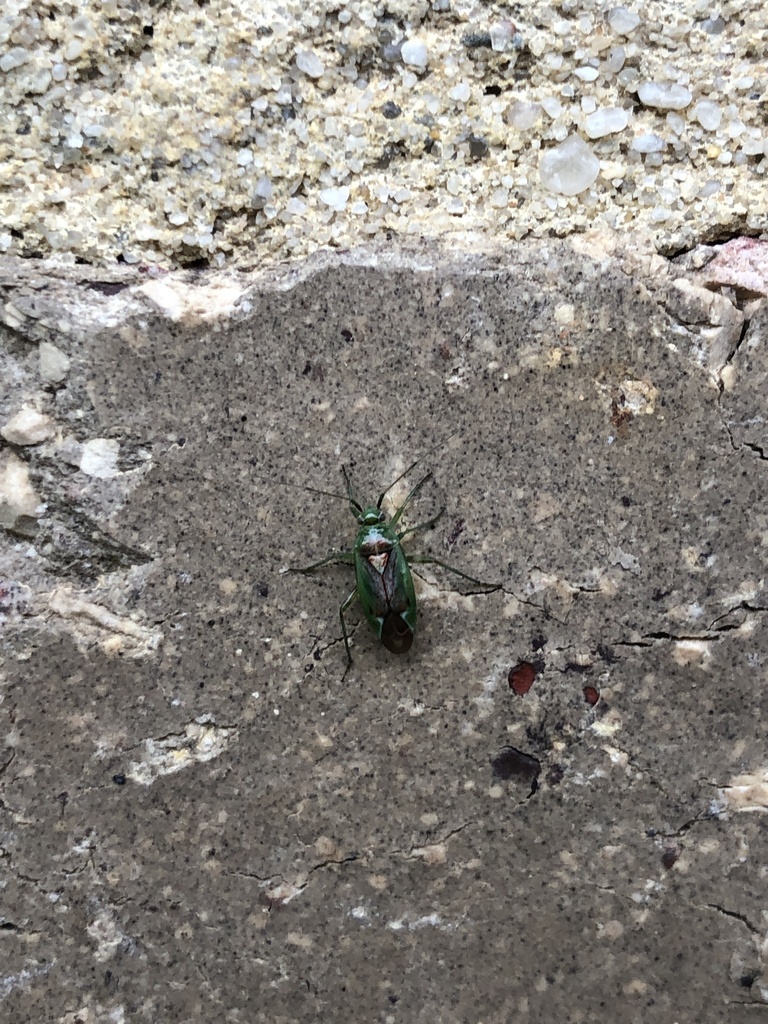 Plant Bugs from Tulkara Grove, Vermont, VIC, AU on September 22, 2022 ...