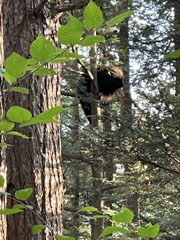 North American Porcupine from South Hampton, NH, US on September 23 ...