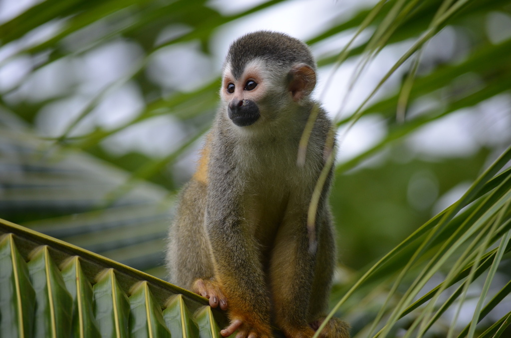 Central American Squirrel Monkey (Saimiri oerstedii) - Know Your Mammals