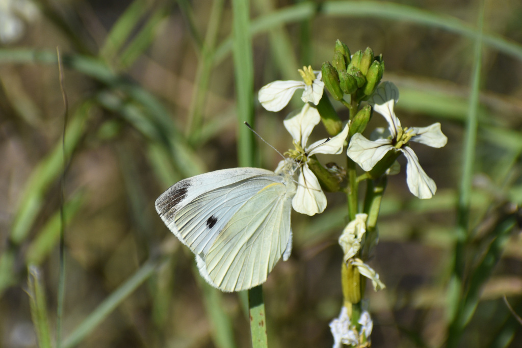 Small White from Meoqui, Chih., México on September 23, 2022 at 10:47 ...