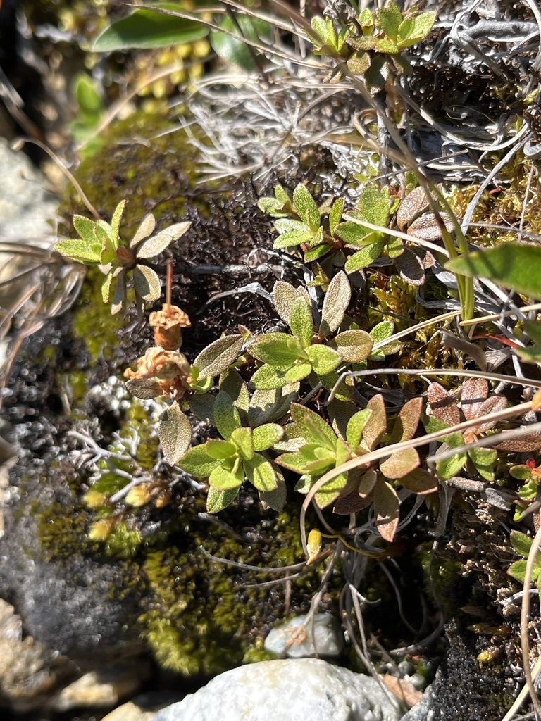 Lapland Azalea from Sermersooq, GL on July 22, 2022 at 02:18 PM by Ida ...