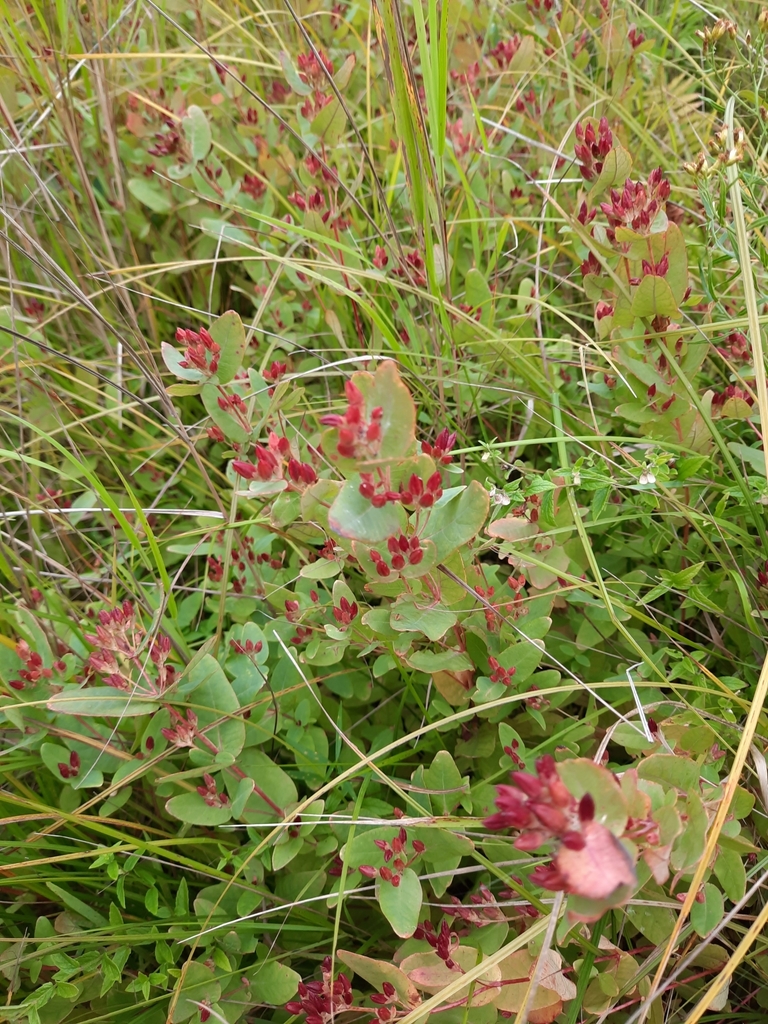 Fraser's marsh St. John's-wort from Hegewisch, Chicago, IL, USA on ...