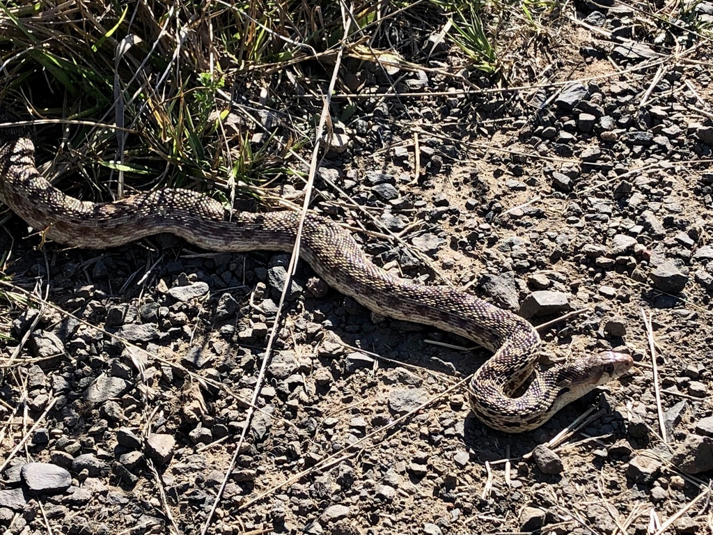 Pacific Gopher Snake from Inverness, CA, US on September 23, 2022 at 04 ...