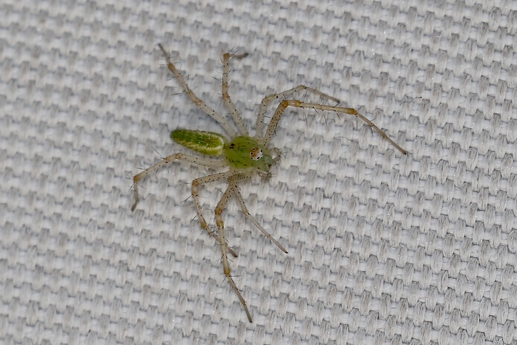Namibia Green Lynx Spider (Spiders and Scorpions of Botswana ...