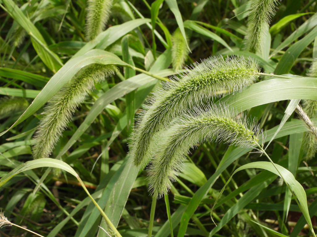 giant foxtail from Licang District, Qingdao, Shandong, China on ...