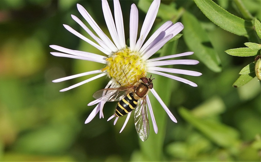 Common Flower Flies from Nanaimo, BC, Canada on September 20, 2022 at ...