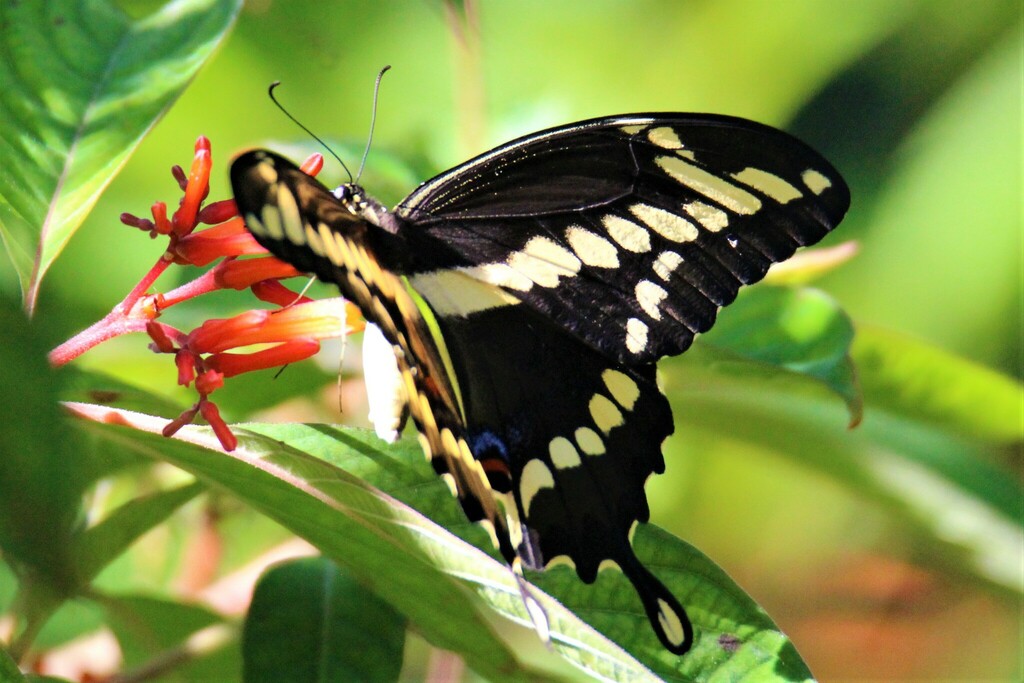 Eastern Giant Swallowtail from City of Marco, Marco Island, FL, USA on ...
