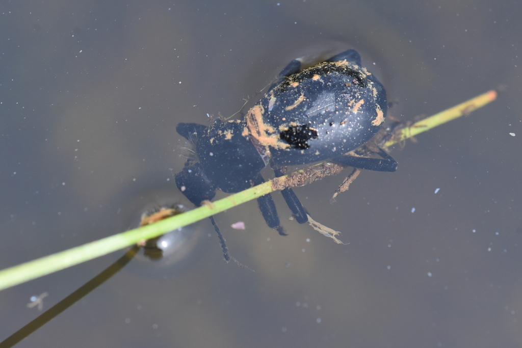 Beetles from North Okanagan, BC, Canada on August 01, 2022 at 02:46 PM ...