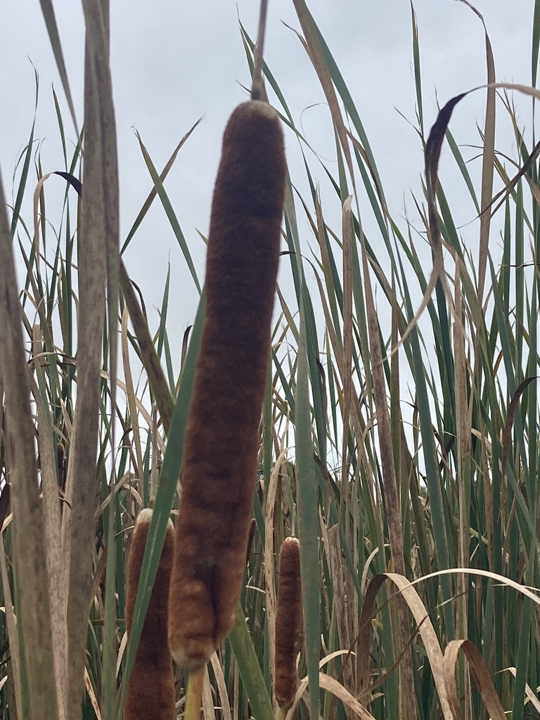 Cattails from Sackville, NB, Canada on September 21, 2022 at 02:49 PM ...