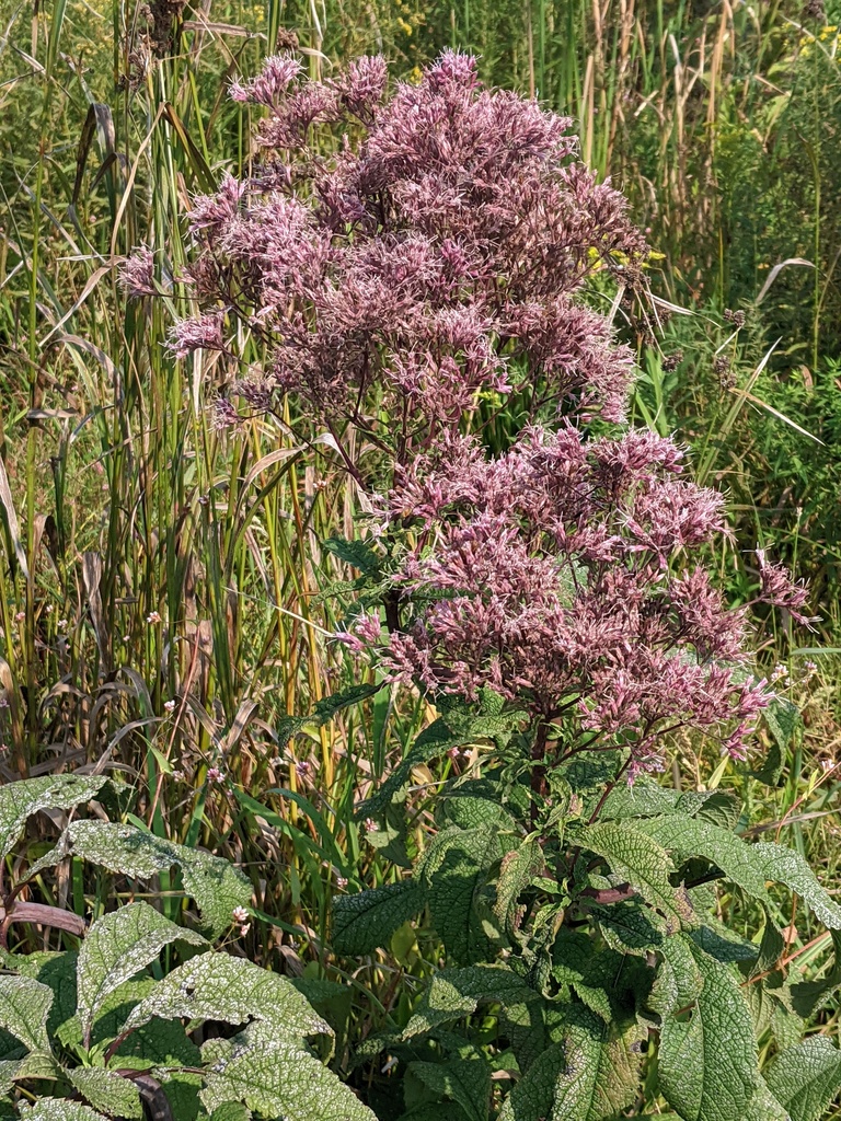Hollow Joe-Pye Weed from Burns Harbor, IN, USA on September 15, 2022 at ...