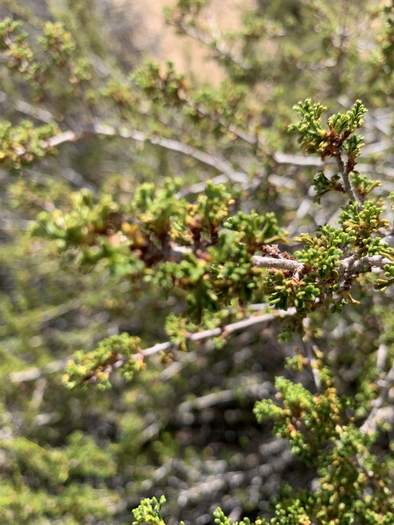 desert bitterbrush from Joshua Tree National Park, Joshua Tree, CA, US ...