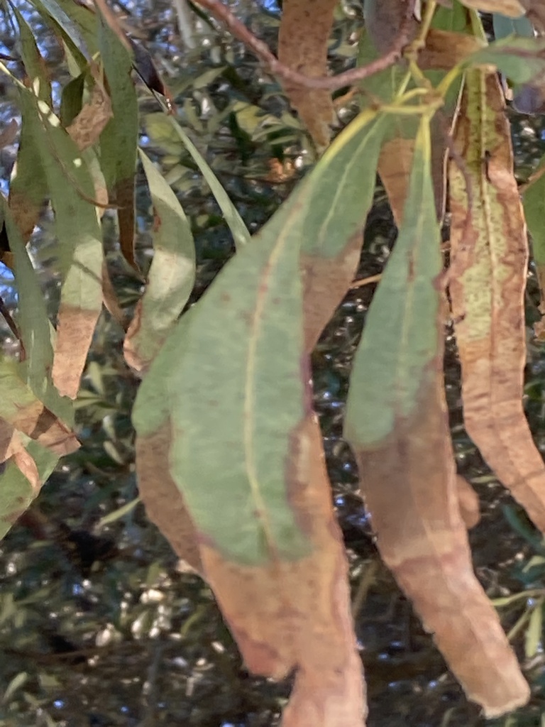 eucalyptus from North Island, Whitianga, Waikato, NZ on September 24 ...