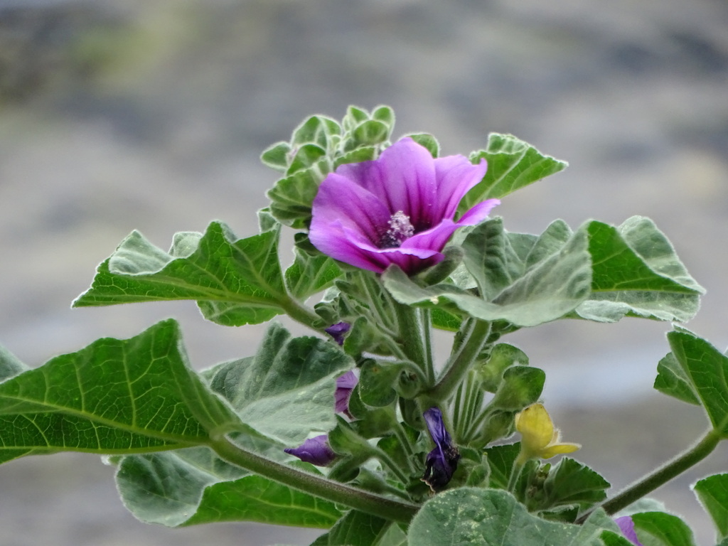 Tree Mallow from Paremata, Porirua, New Zealand on September 18, 2022 ...